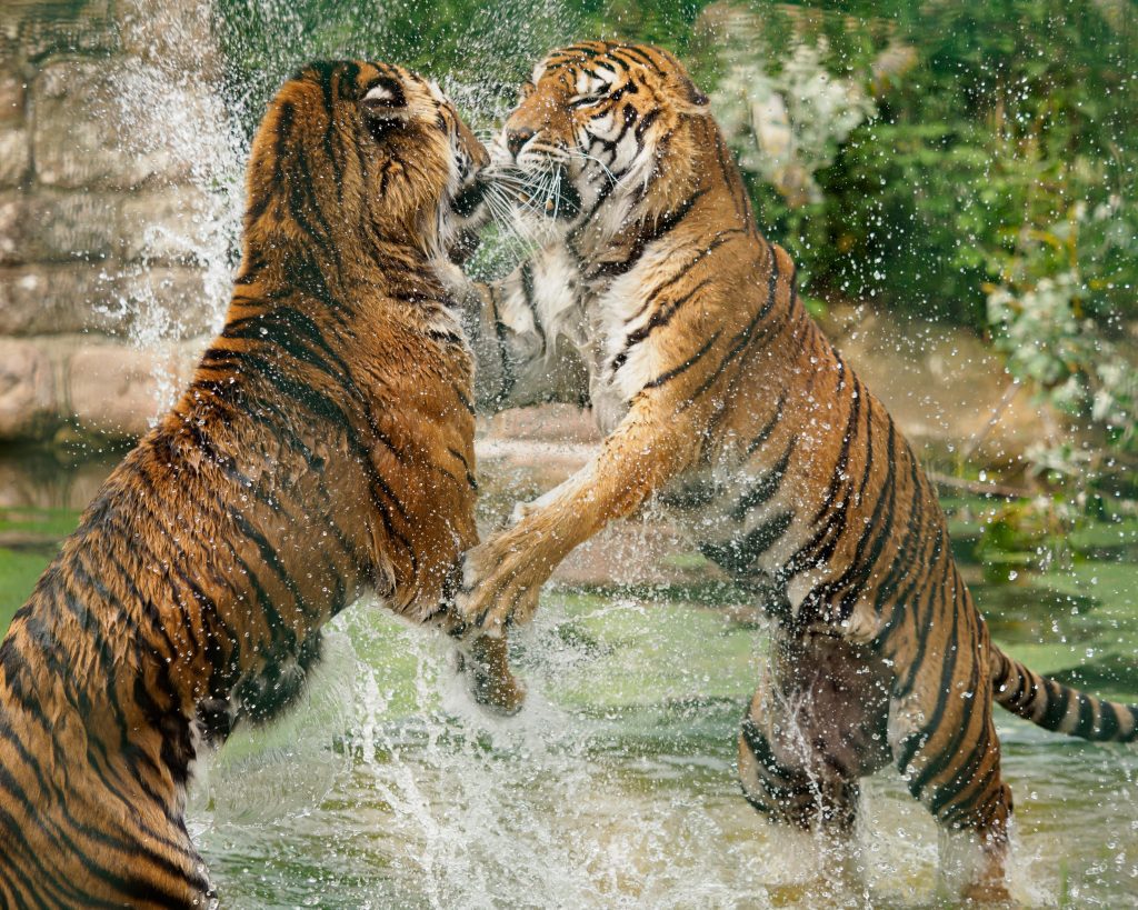 Wildheart Animal Sanctuary - Explore the Isle of Wight