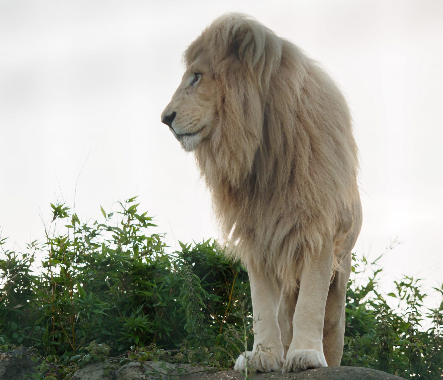 Wildheart Animal Sanctuary - Explore the Isle of Wight