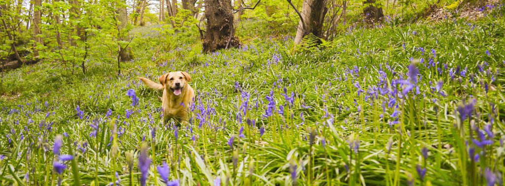 Isle Of Wight Map | IOW Map | Tourist Map Isle Of Wight